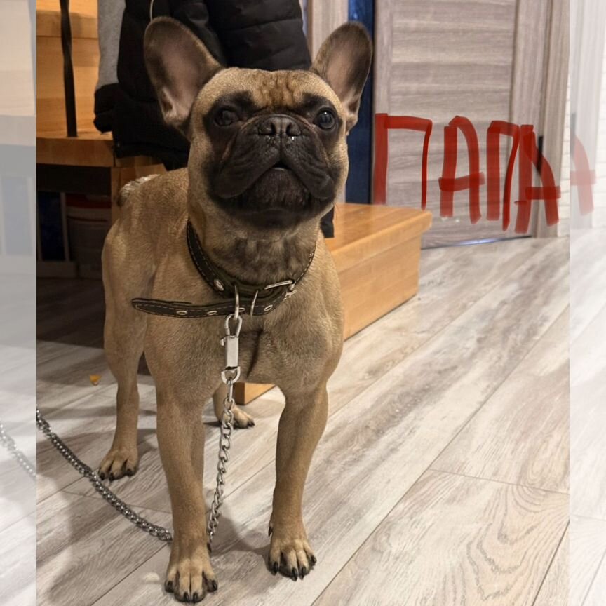 Французский бульдог, щенок