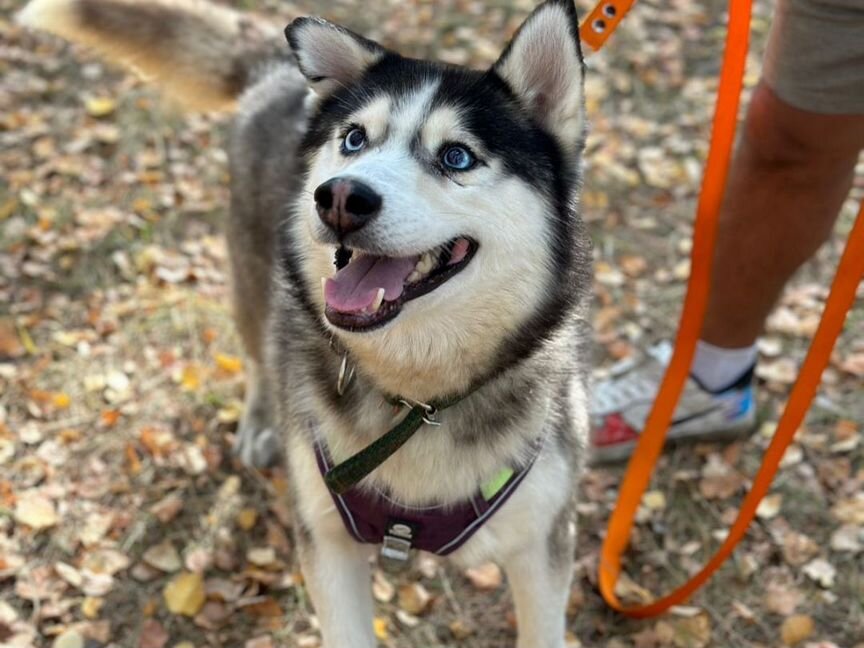 Весёлый хаски попал в приют