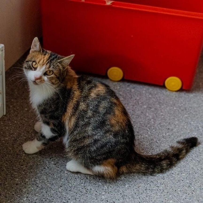 Кошечке нужна семья