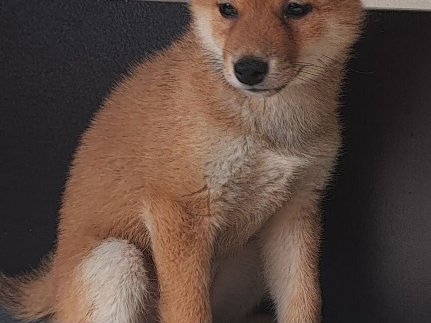 Сиба ину рыжуля