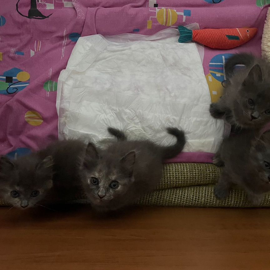 Котята в добрые руки бесплатно