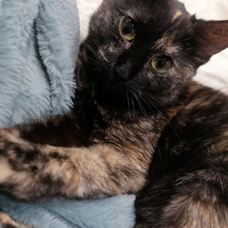 Отдам Кошечку в добрые руки