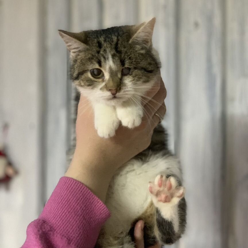 Котенок в добрые руки