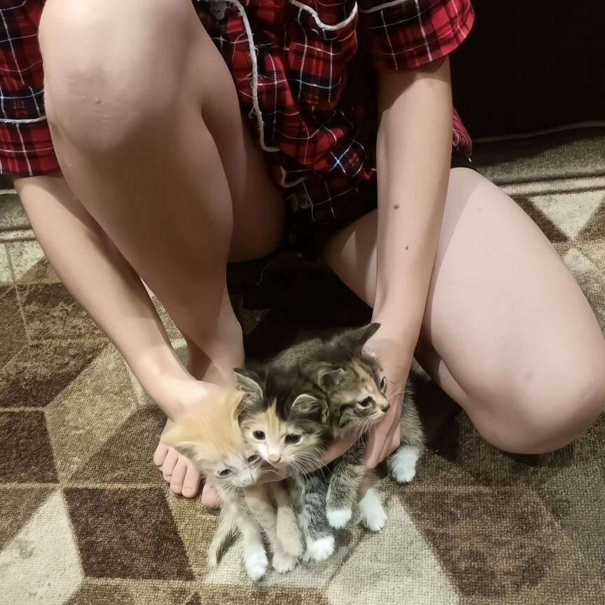 Котята в добрые руки