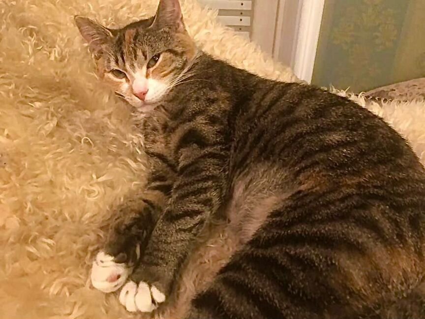 Разноцветный котенок