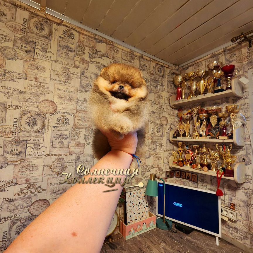 Померанский шпиц медвежьего типа