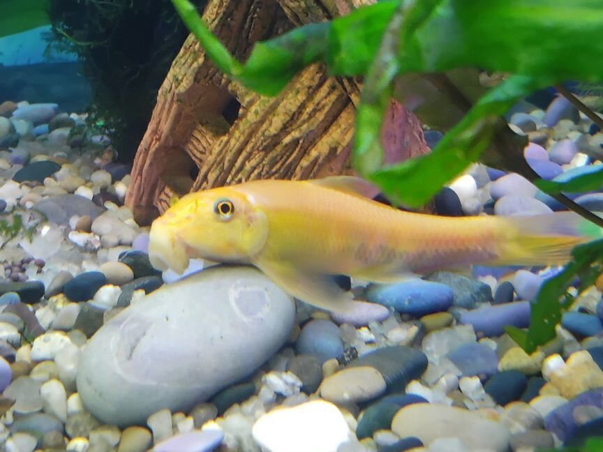 Гиринохейлус золотой и прополка растений