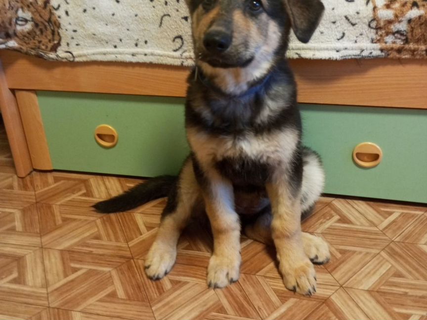 Щенок метис овчарки в добрые руки