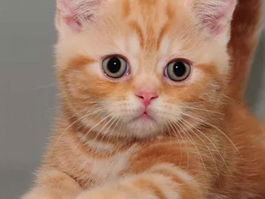 Котята рыжие с голубыми глазами