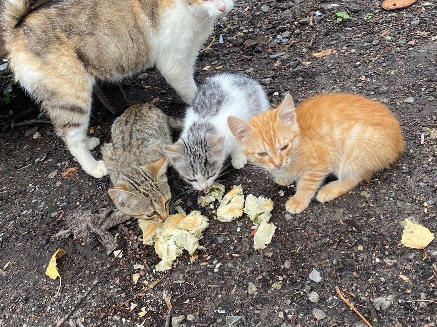 Котята в добрые руки бесплатно