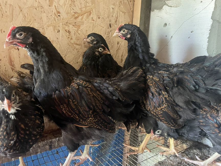 Куры молодки барневельдер