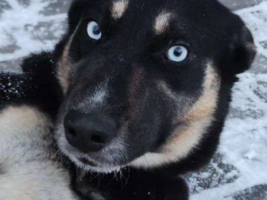 Метис хаски с глазами цвета неба