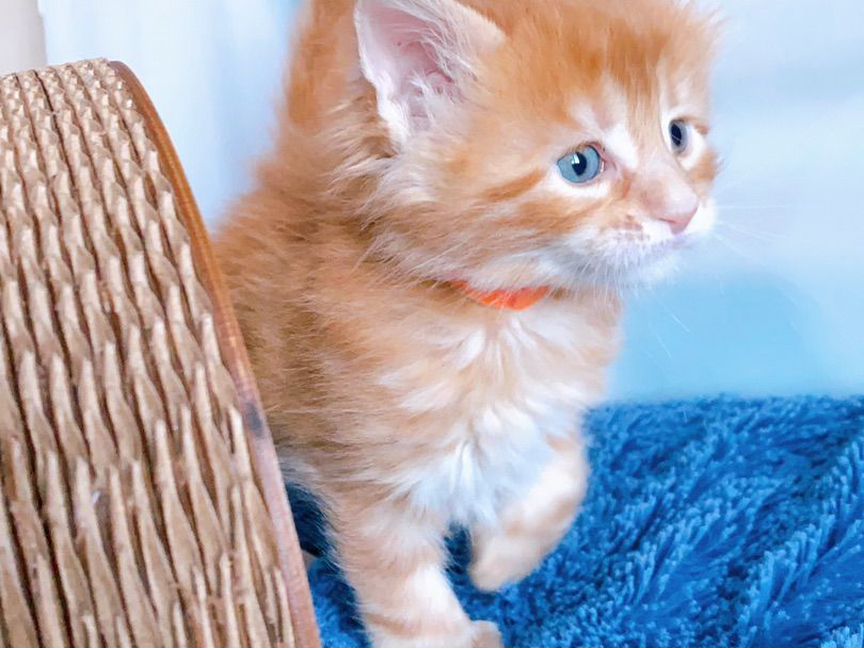 Мейн-кун полидакт