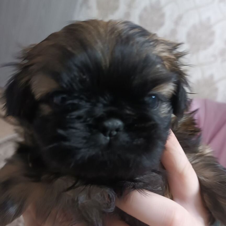 Щенки пекинеса