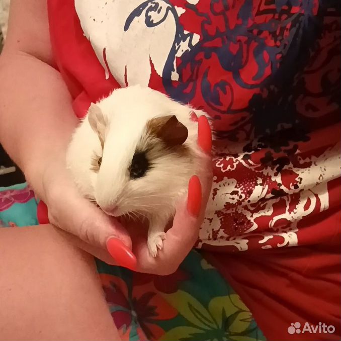 Морская свинка мальчик