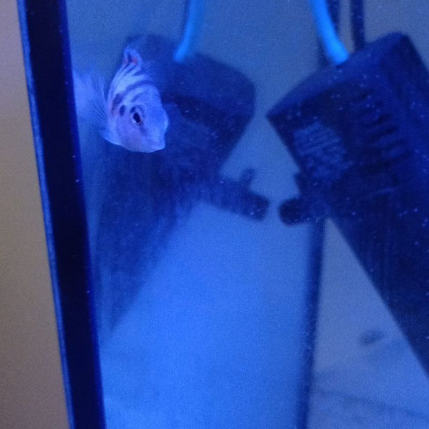 Цихлозома чернополосатая