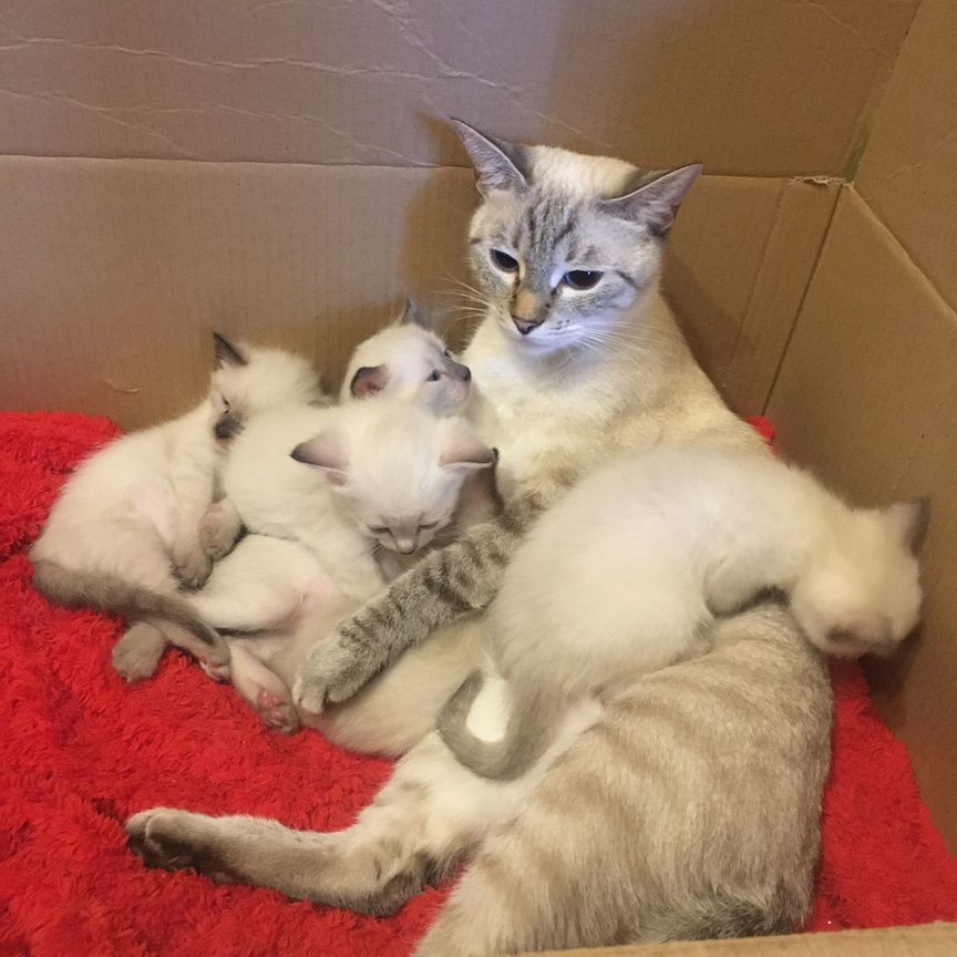 Тайские котята