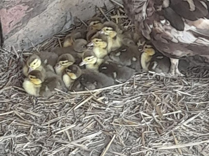 Утята индоутки