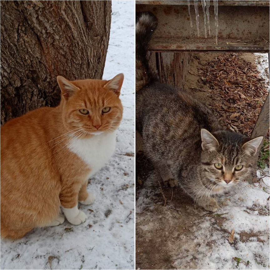 Кот и кошка замерзнут на улице