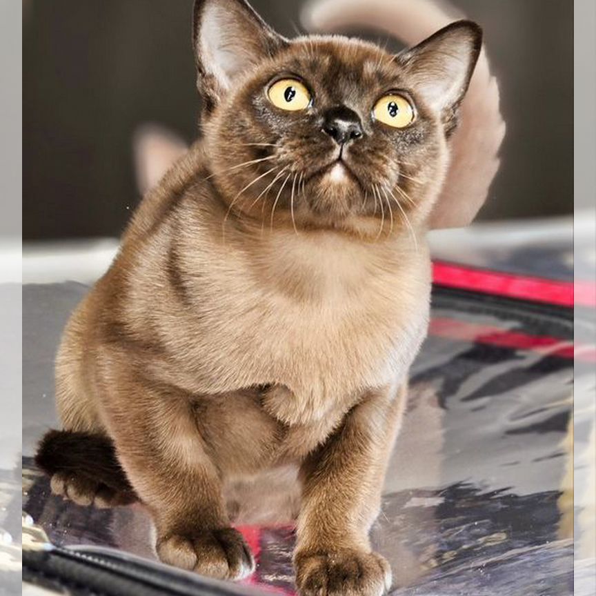 Бурманские котята