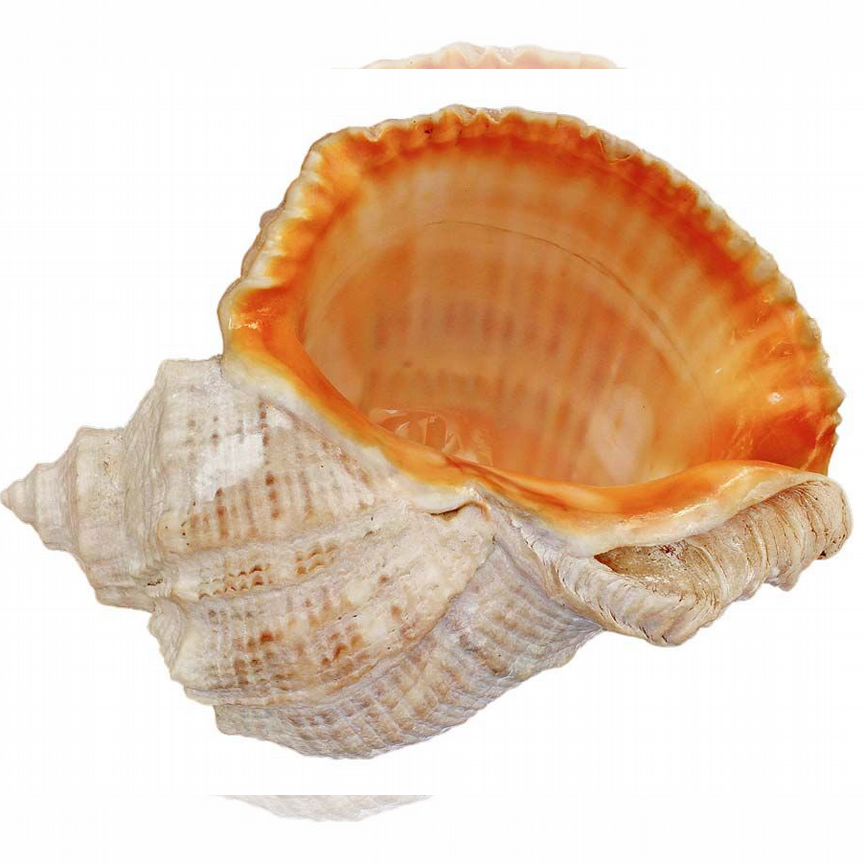 Декор для аквариума: ракушки, камни