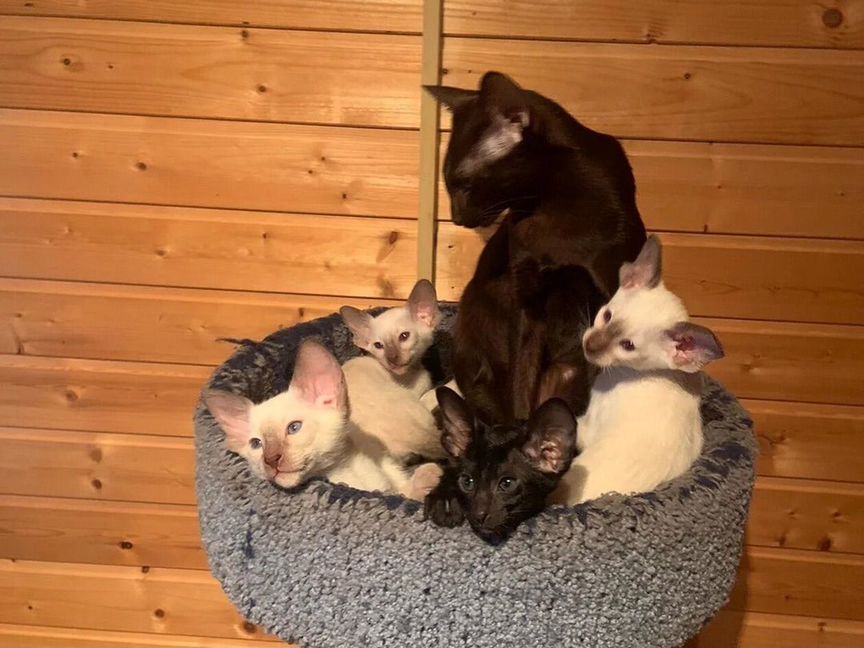 Котята ориенталы