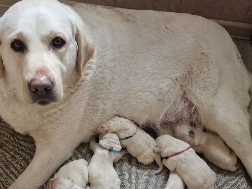 Лабрапупсики