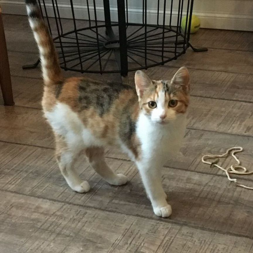 Котята