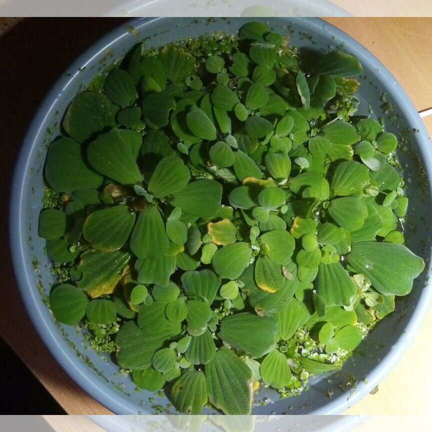 Плавающие растения