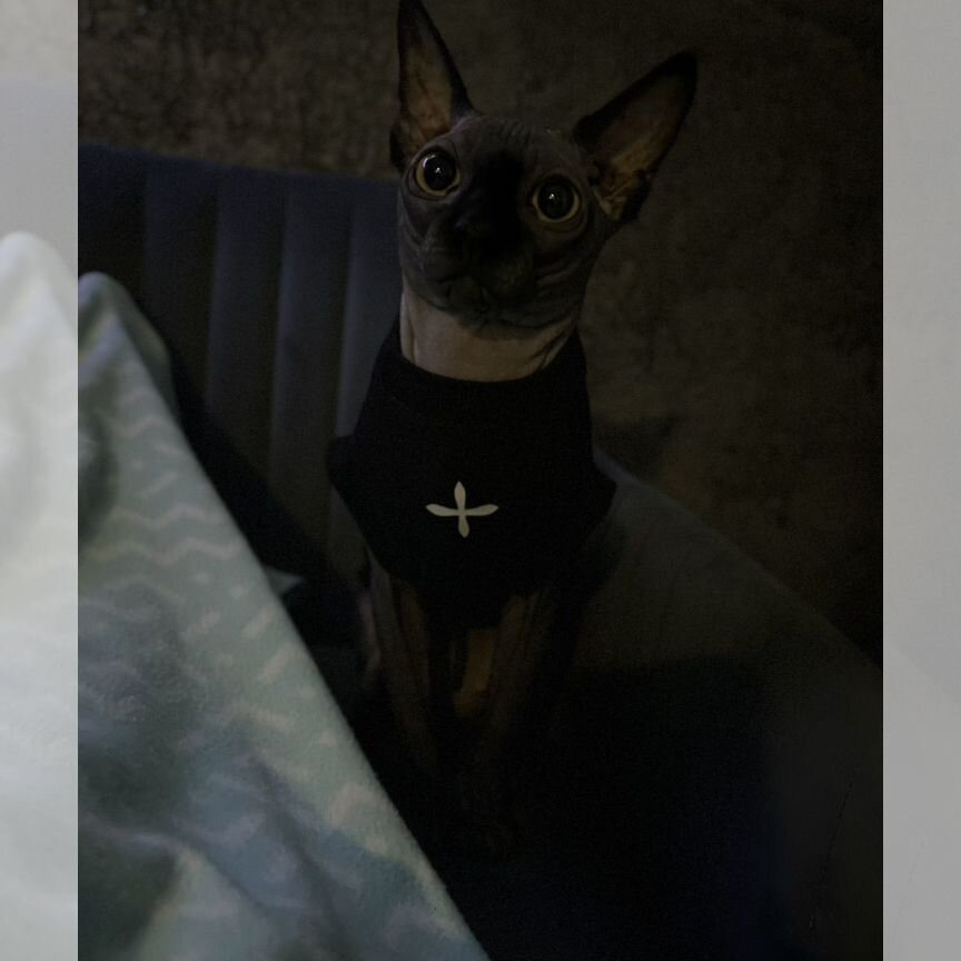 Канадский сфинкс, кот вязка