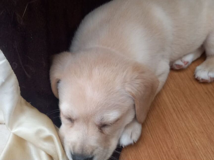 Щенята Бигль скрещенные