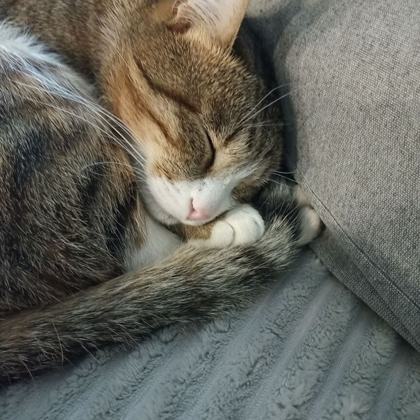 Взрослый кот в добрые руки