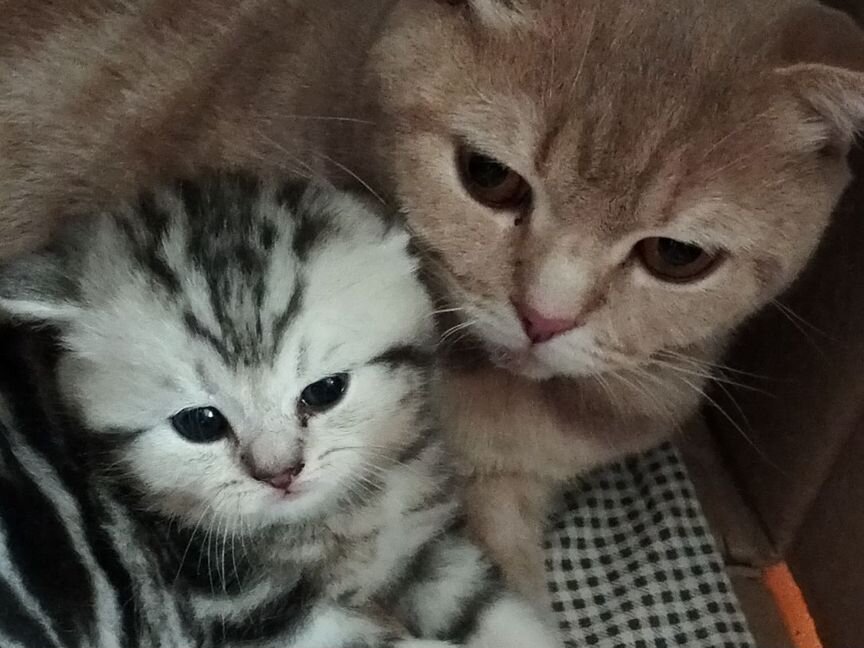 Шотландские вислоухие котята
