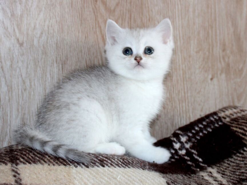 Британская красавица