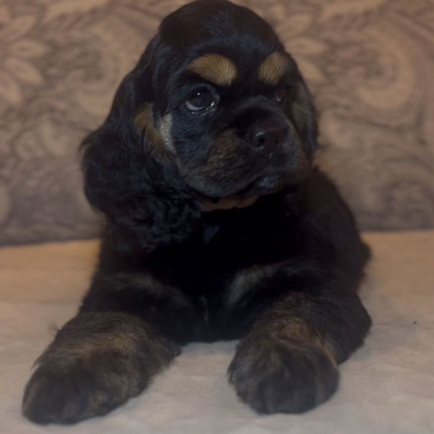 Американский кокер-спаниель, щенок