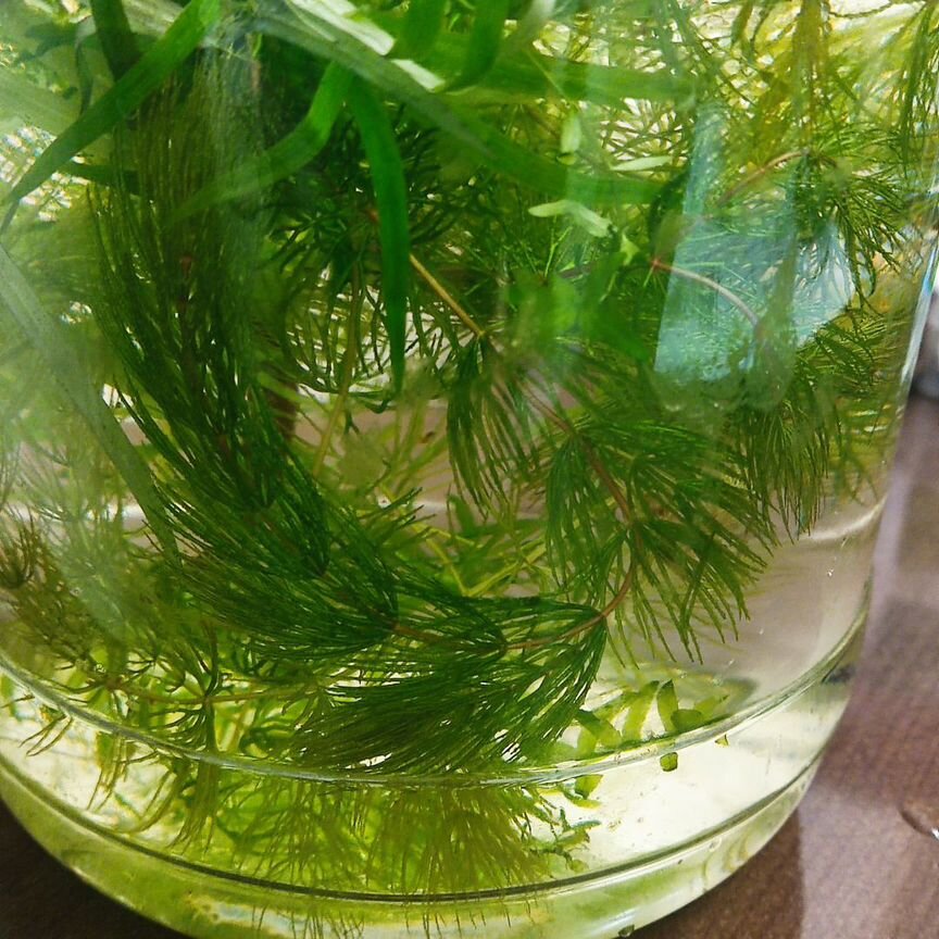 Аквариумное растение