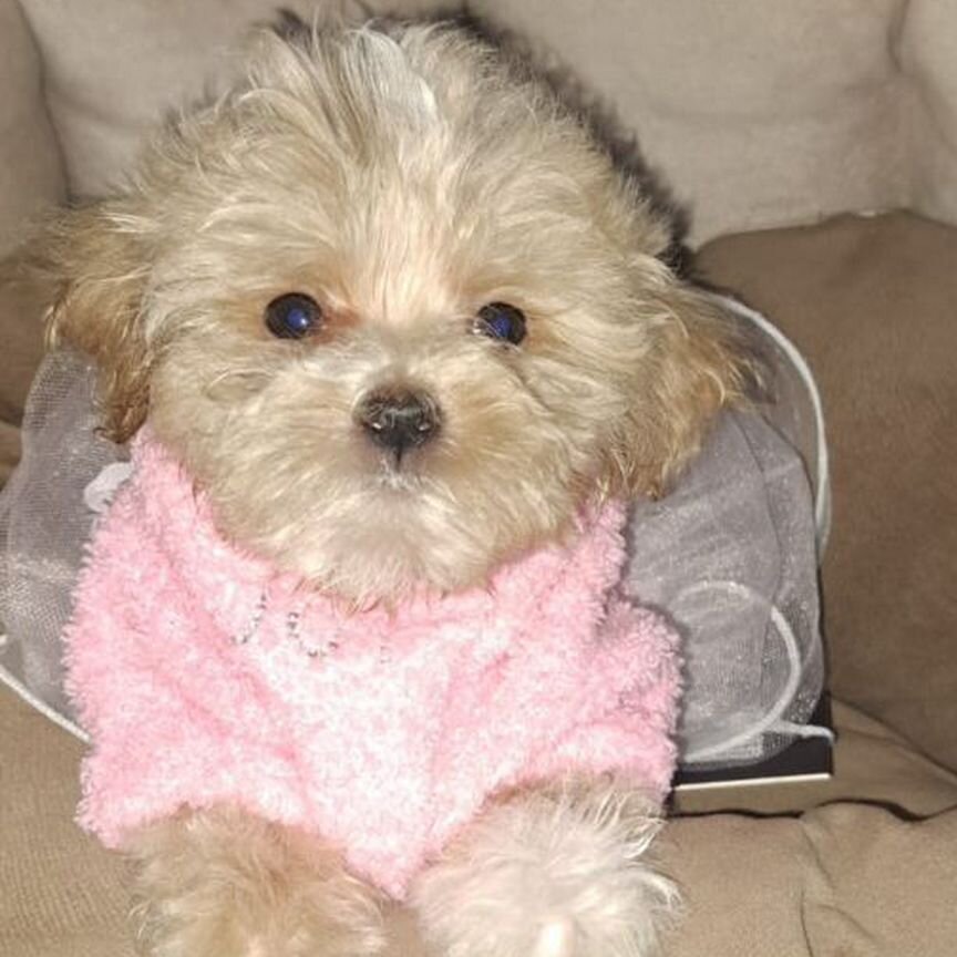 Мальтипу, щенок