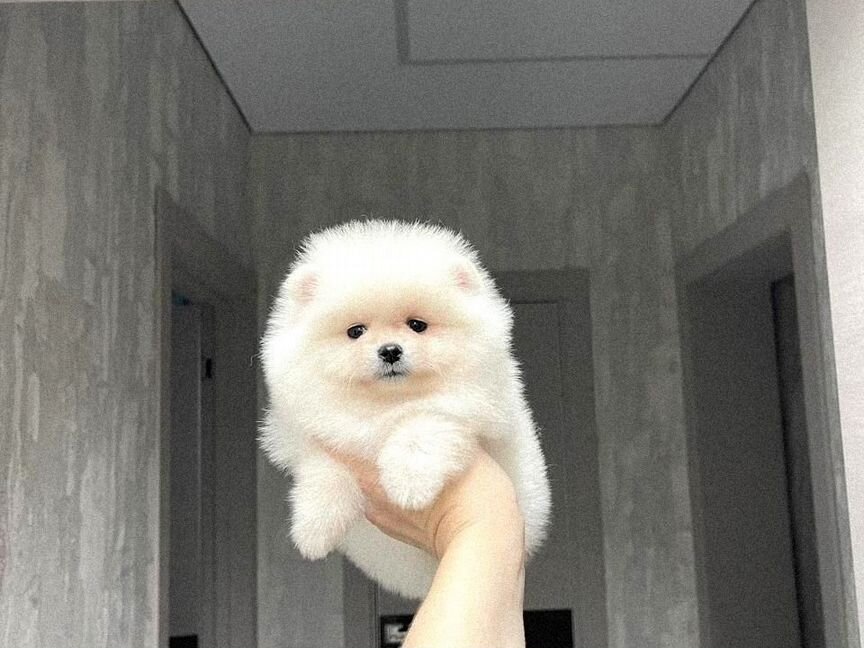 Мини-шпицы ищут любящую семью