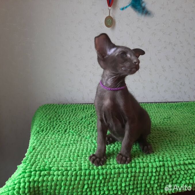 Котенок Конор ориентальной породы