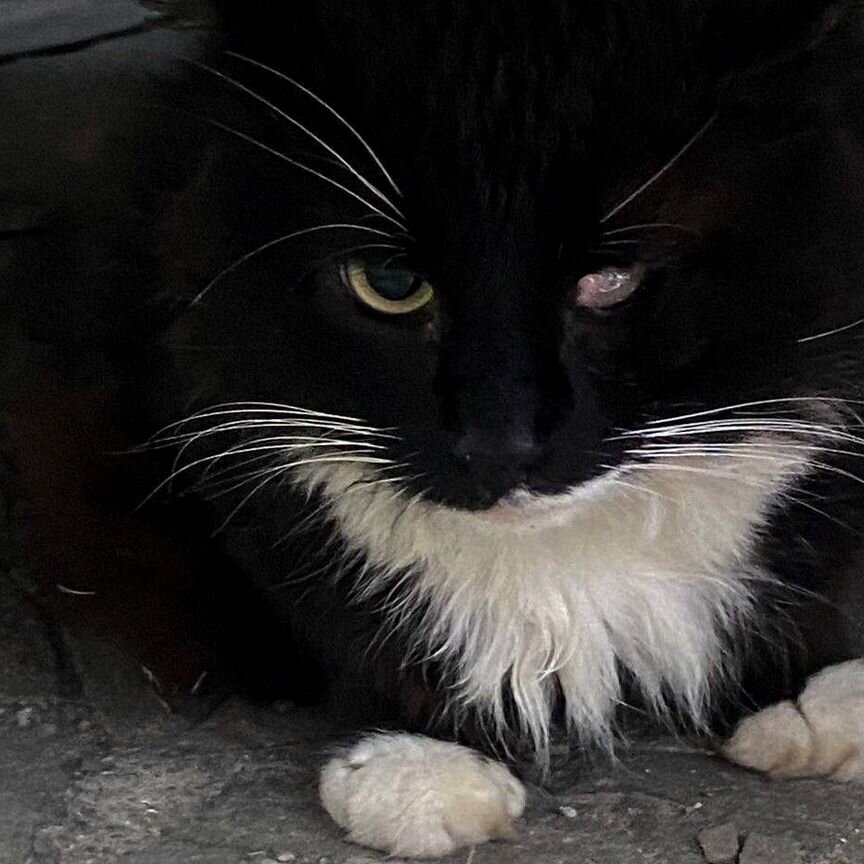 Котик В добрые руки