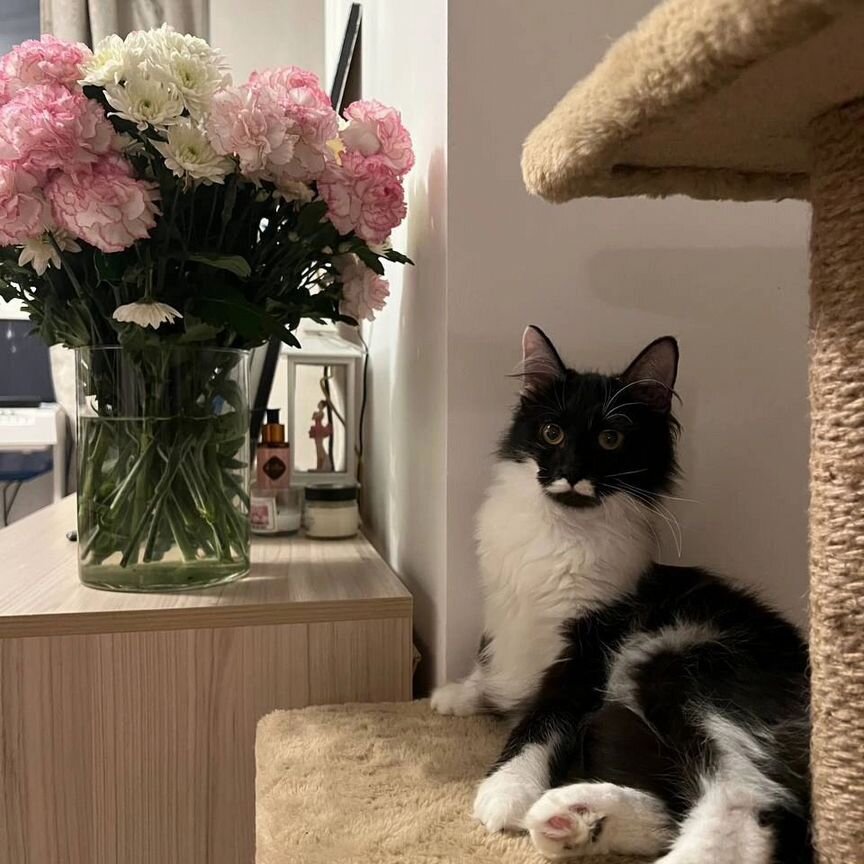 Бантик ищет дом