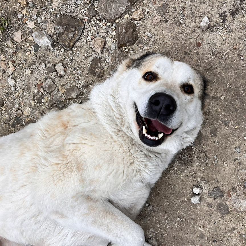 Алабай девочка в добрые руки