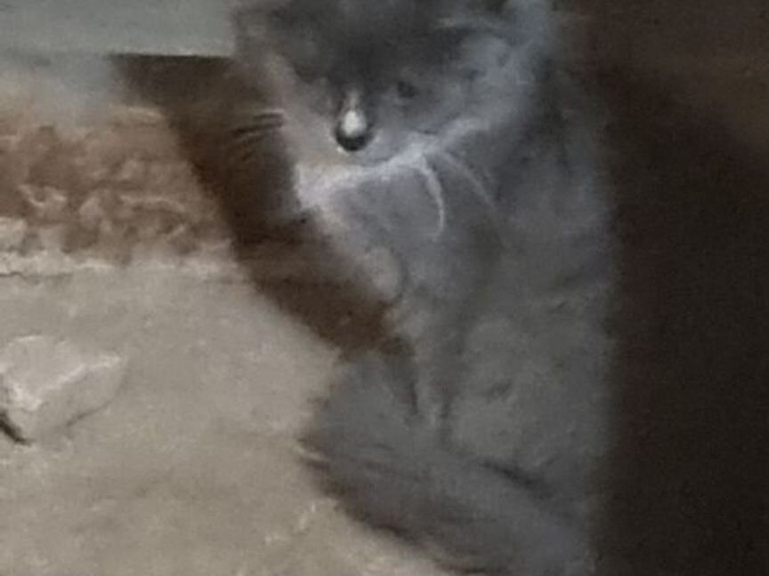 Серый пушистик