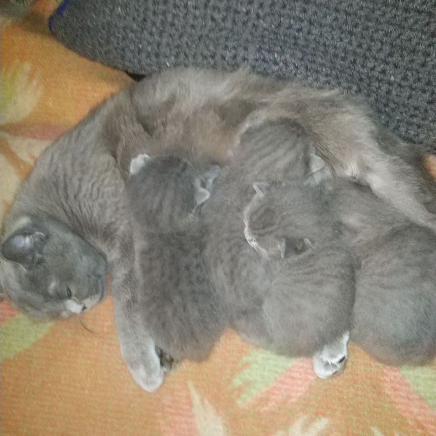 Британские котята чистокровные