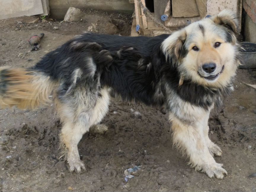 Собака в добрые руки отдам бесплатно