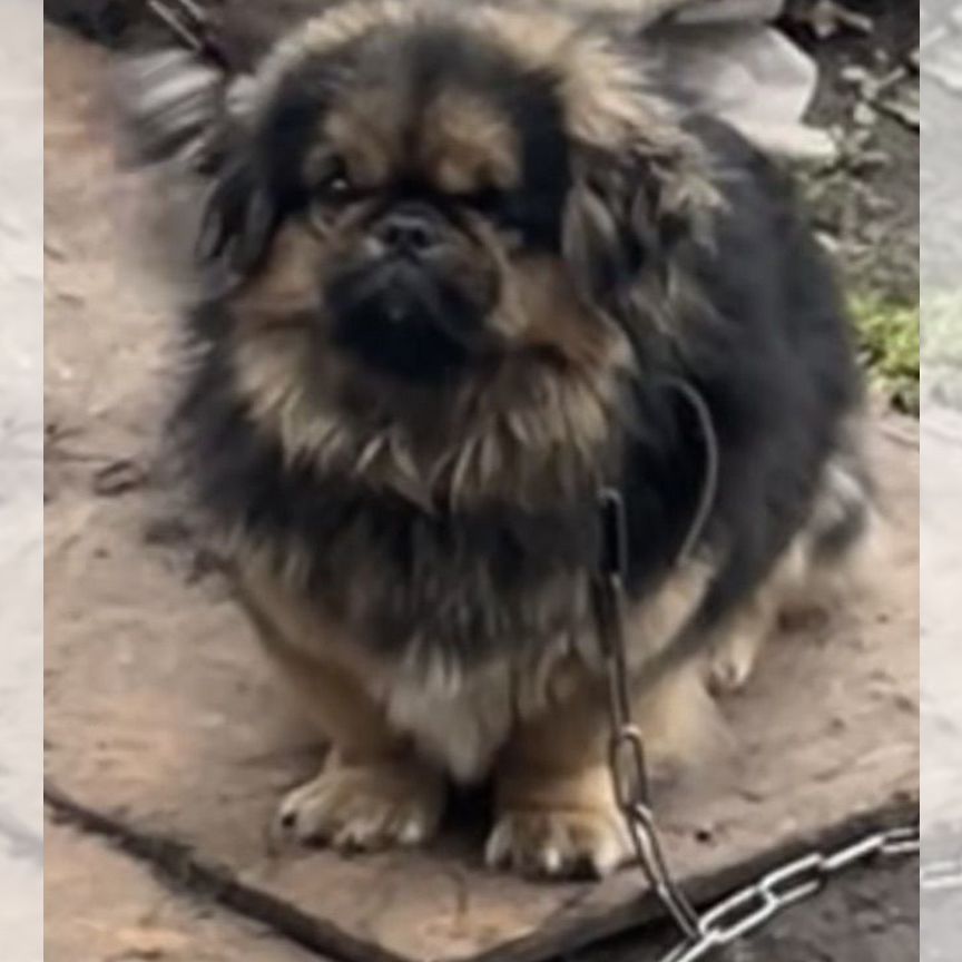 Пекинес, взрослая собака