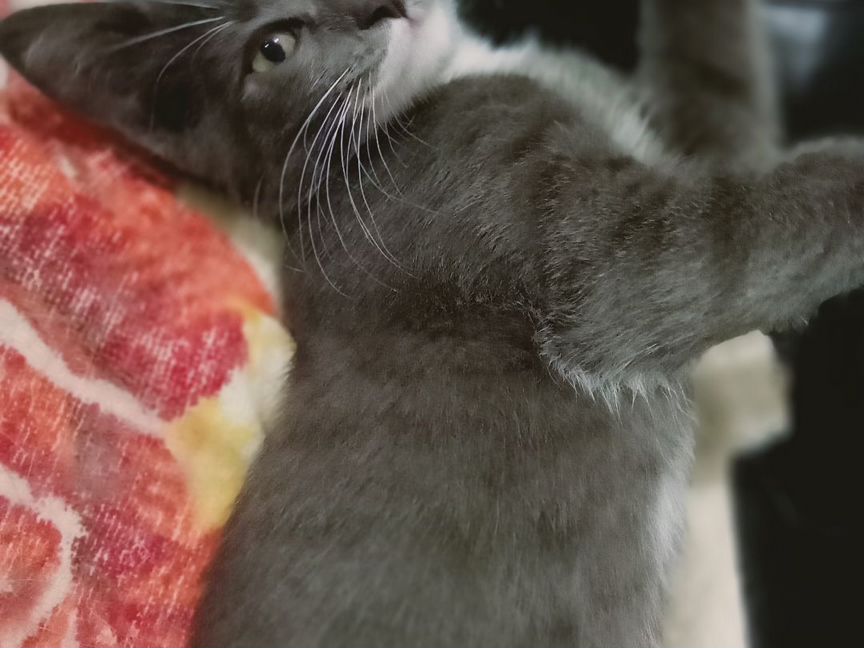 Котёнок Сажик