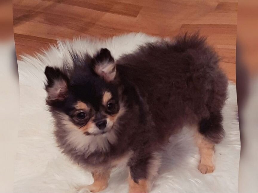 Померанский шпиц мини