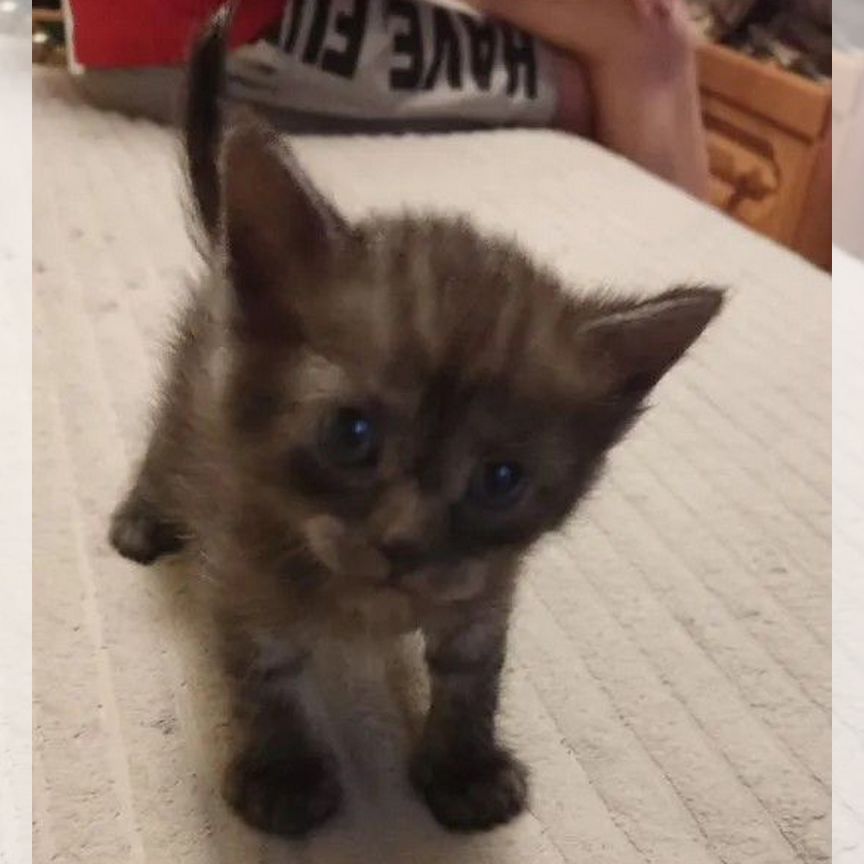 Британский короткошёрстный котёнок