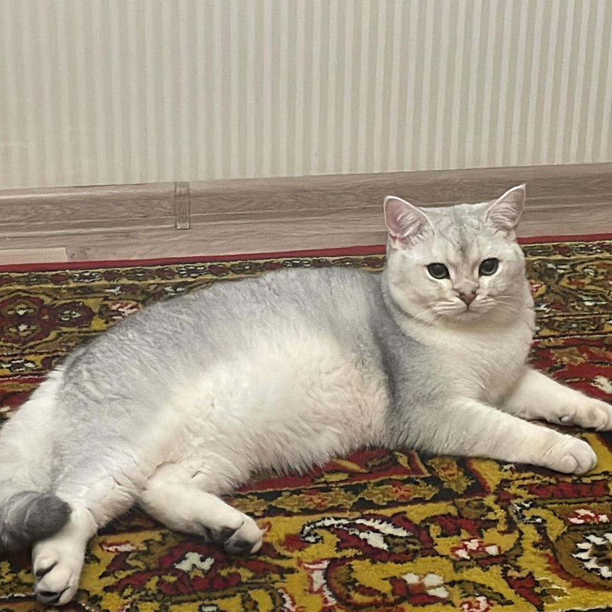 Британская шиншилла